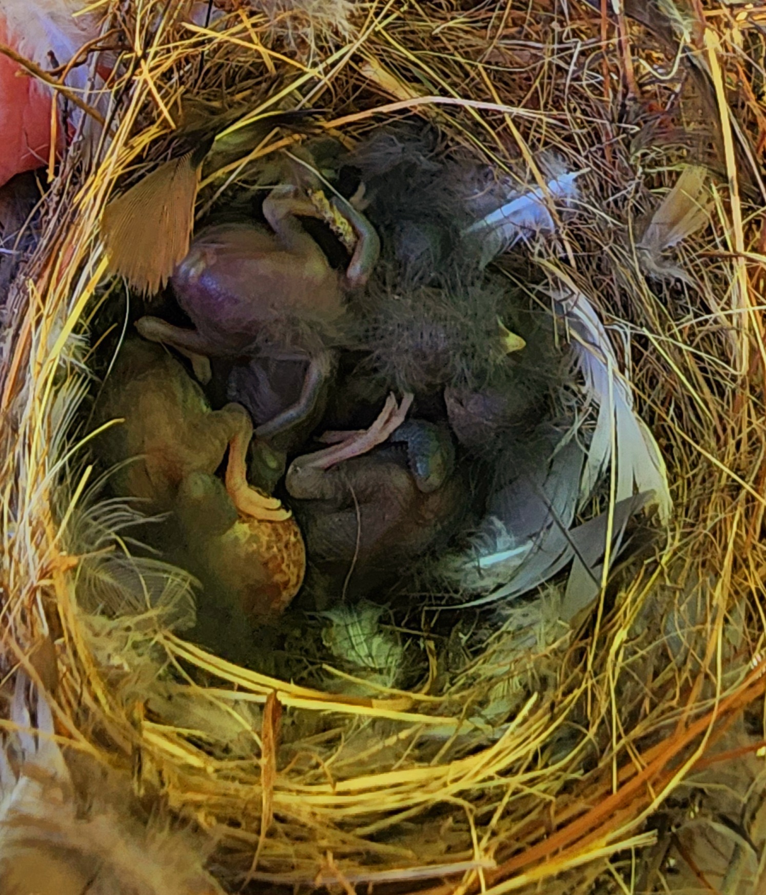 Picture of the Week: House Wren Nestlings - Sialis.org: Info on ...