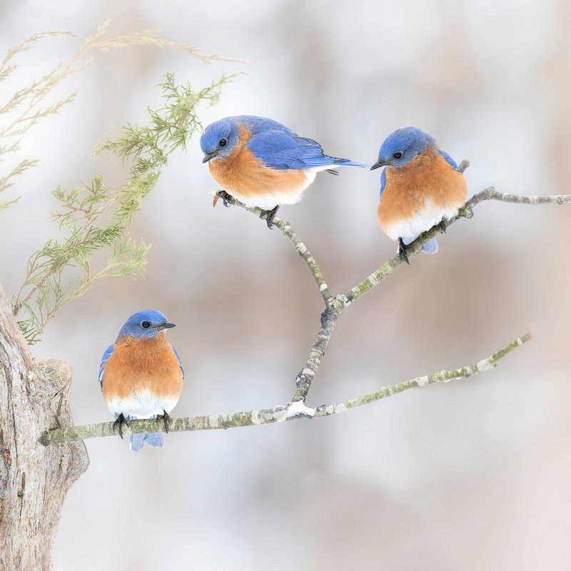 All about Eastern Bluebirds (Sialia sialis) (EABL) - Sialis.org: Info ...