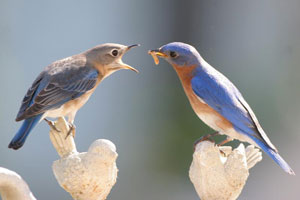 Breeding Age - Sialis.org: Info on Bluebirds & Other Small Cavity Nesters