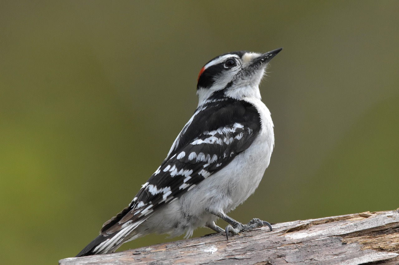 All About Downy Woodpeckers (Picoides pubescens) (DOWO) - Sialis.org ...