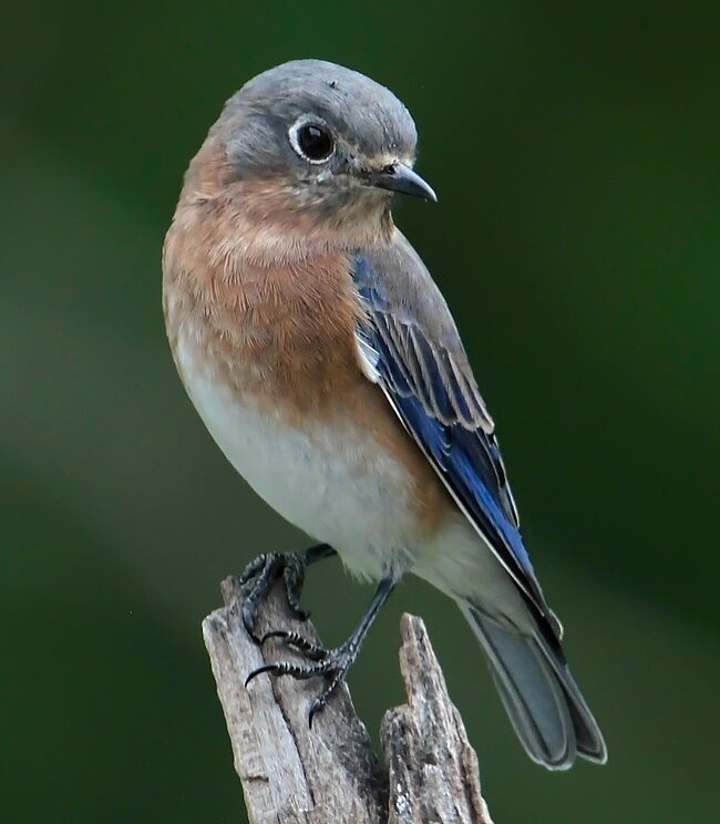 Bluebirding Blues - the Downside - Sialis.org - Bluebird Information ...