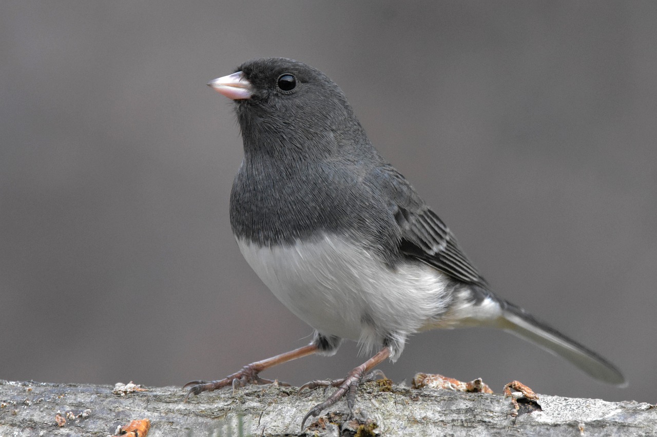 Do Juncos Use Nestboxes? - Sialis.org: Info on Bluebirds & Other Small ...