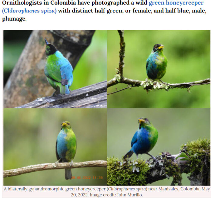 Gynandromorphs: Half & Half Birds - Sialis.org - Bluebird Information ...