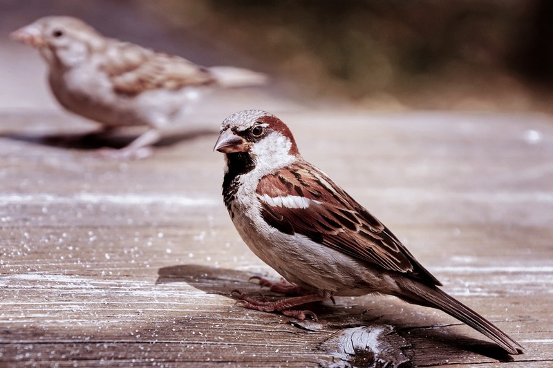 All About House Sparrows (Passer domesticus) (HOSP) - biology - Sialis ...