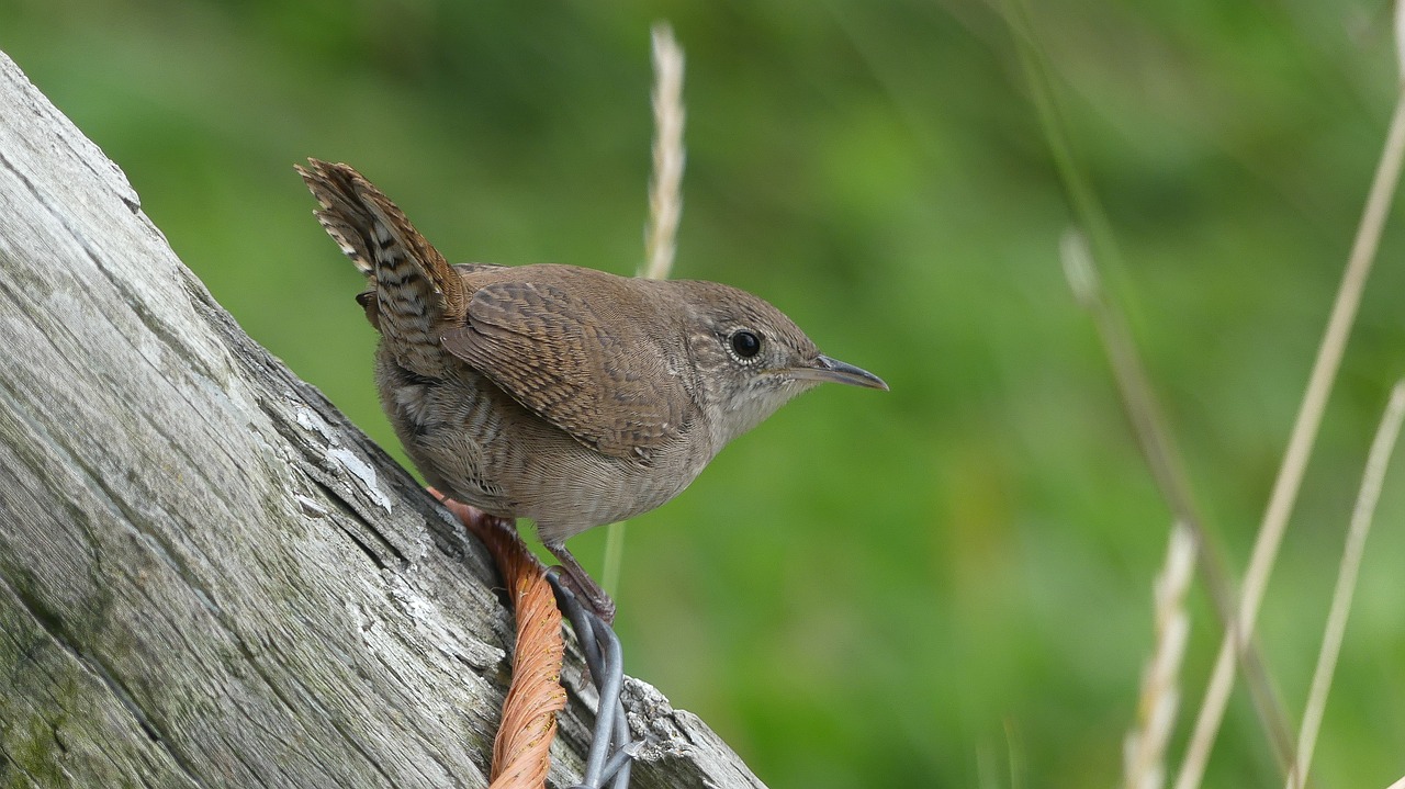 Wren Guards by Bob Orthwein - Sialis.org: Info on Bluebirds & Other ...
