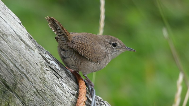 House Wrens - Discouraging, Wren Guards - Sialis.org - Bluebird ...