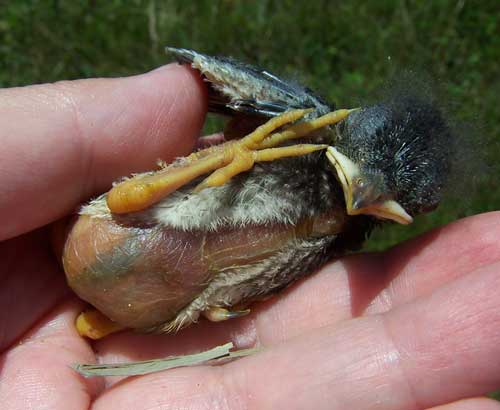 Dead Bluebird Nestlings - Sialis.org: Info on Bluebirds & Other Small ...