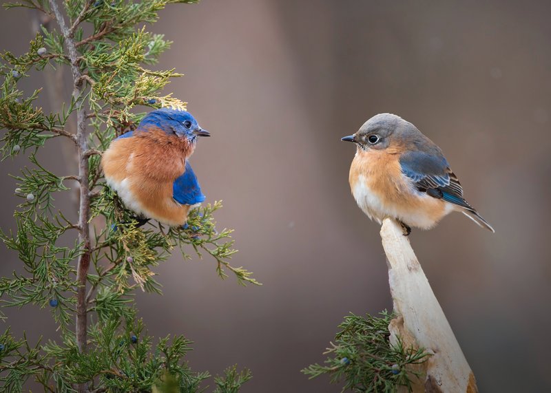 Cooperative Breeding and/or Care by the Same or Different Species ...