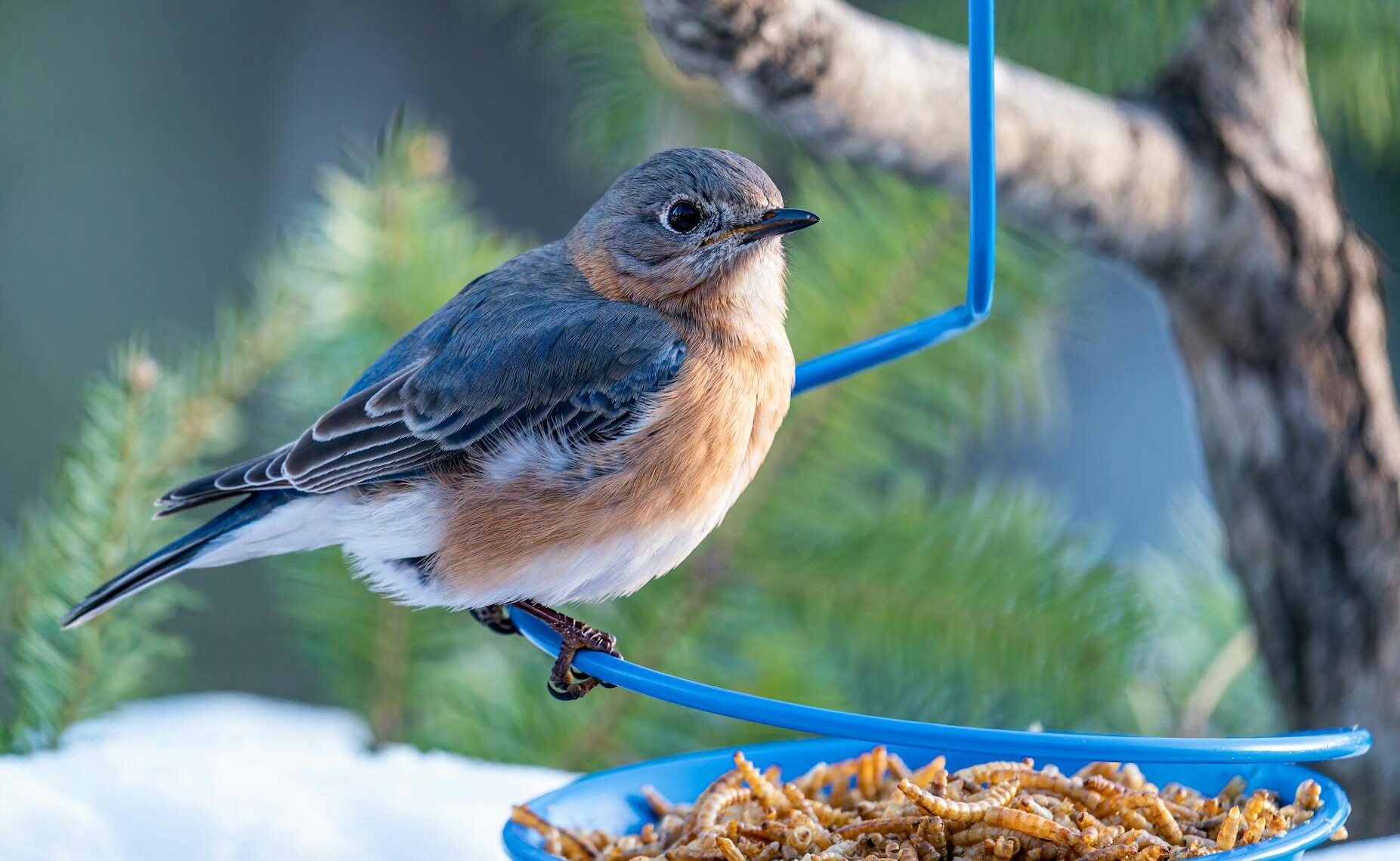 Feeding Bluebirds, by Linda Janilla Peterson - Sialis.org: Info on ...