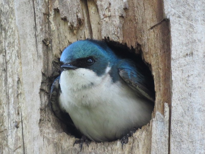 Tree swallow nest store