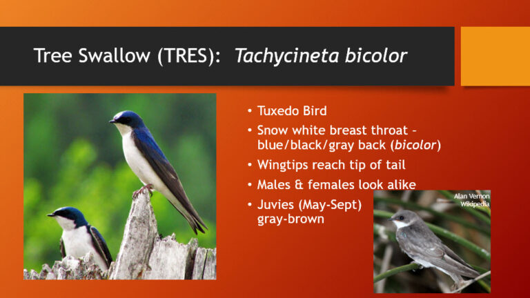 How To Tell a Tree Swallow from a Barn Swallow - Sialis.org: Info on ...
